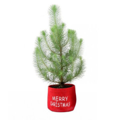 Pinus pinea in bag pot 11cm h30-
